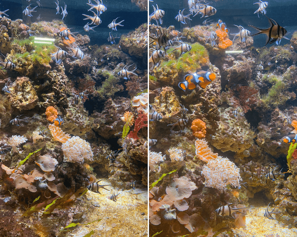 Days Out // Chester Zoo – The World According To Cathers